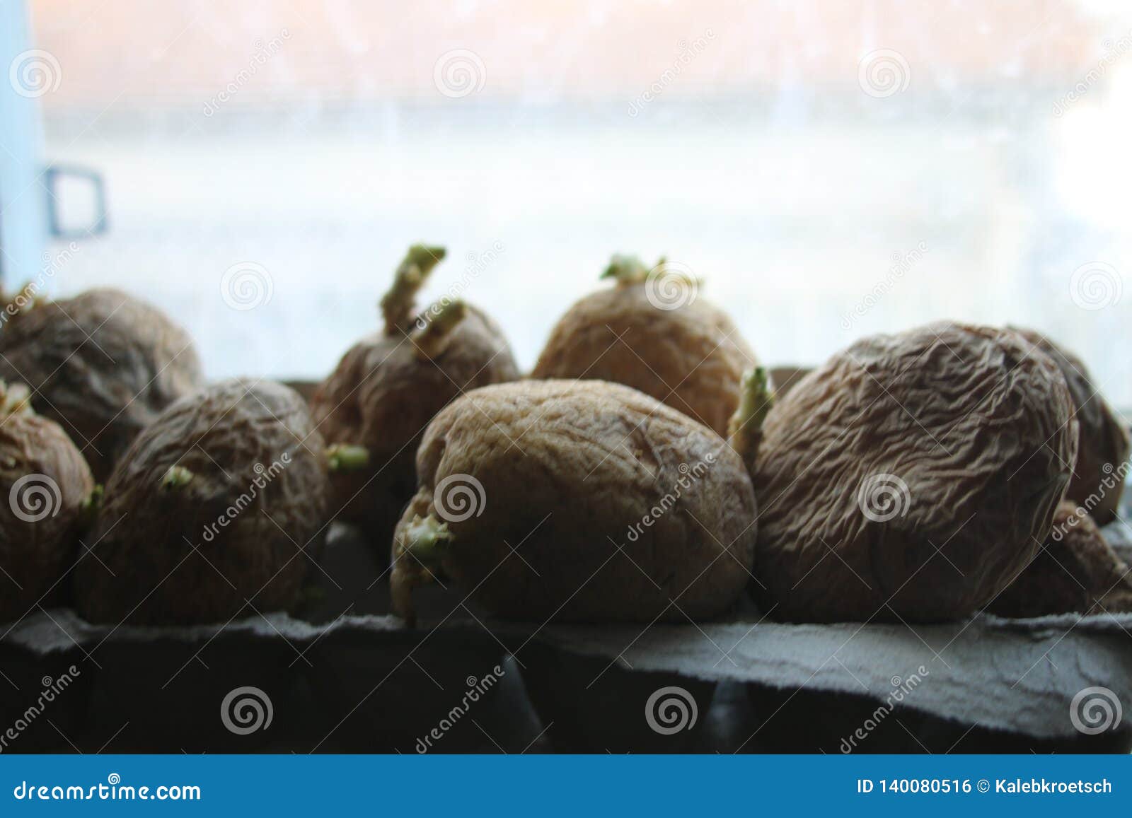 Chitting Potatoes in Front of a Windowsill. this Helps Develop the ...