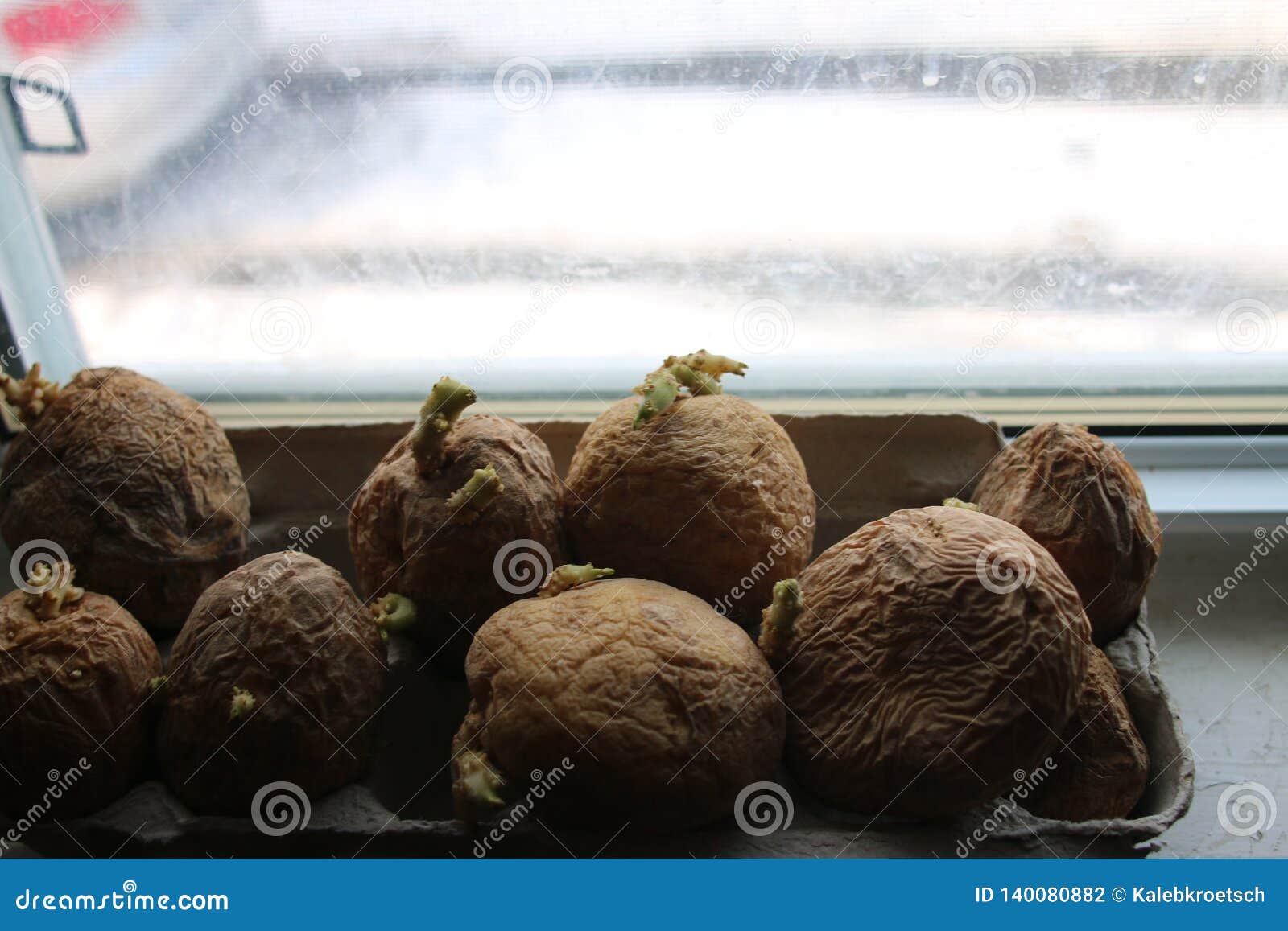 Chitting Potatoes in Front of a Windowsill. this Helps Develop the ...