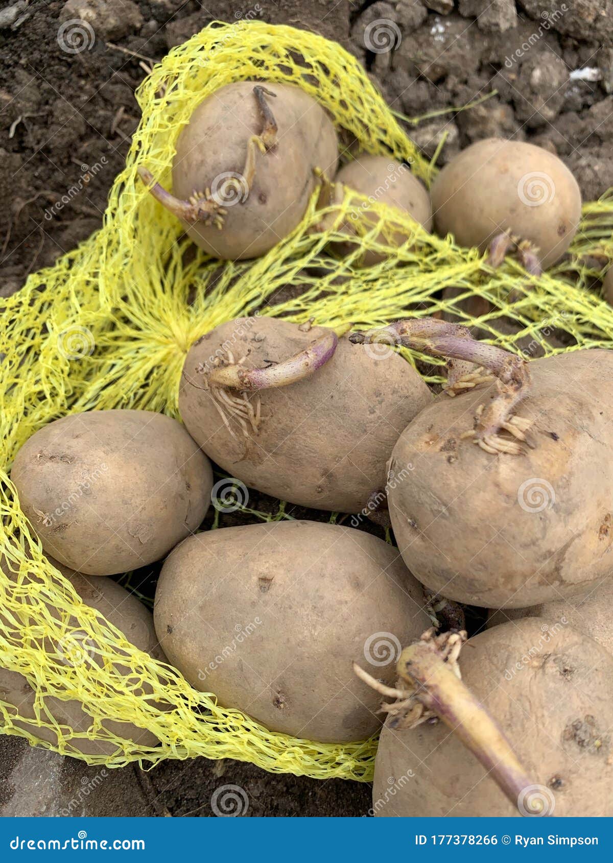 Chitting Potatoes for Planting Stock Photo - Image of portrait, potato ...
