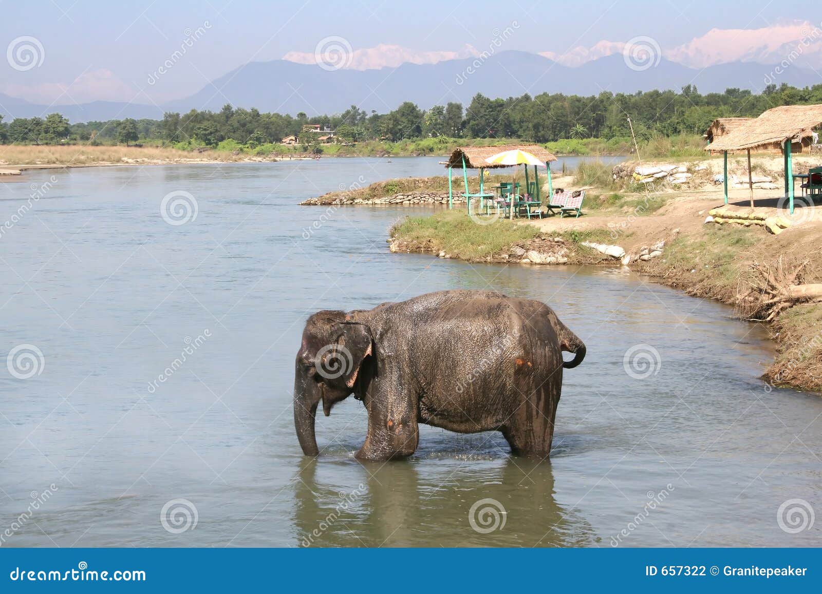Chitwan Elephant - Nepal stock photo. Image of safari, transportation ...