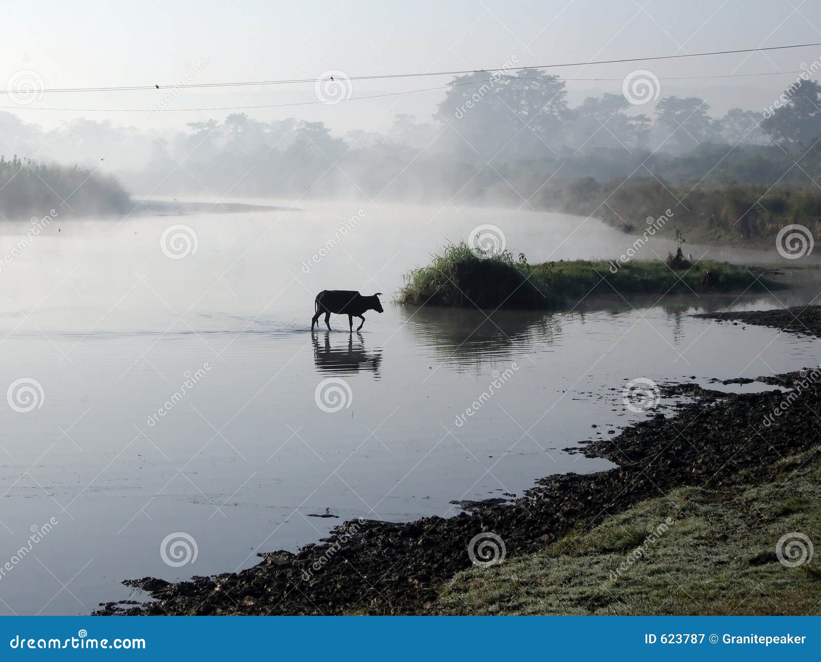 Chitwan National Park stock image. Image of forest, royal - 623787