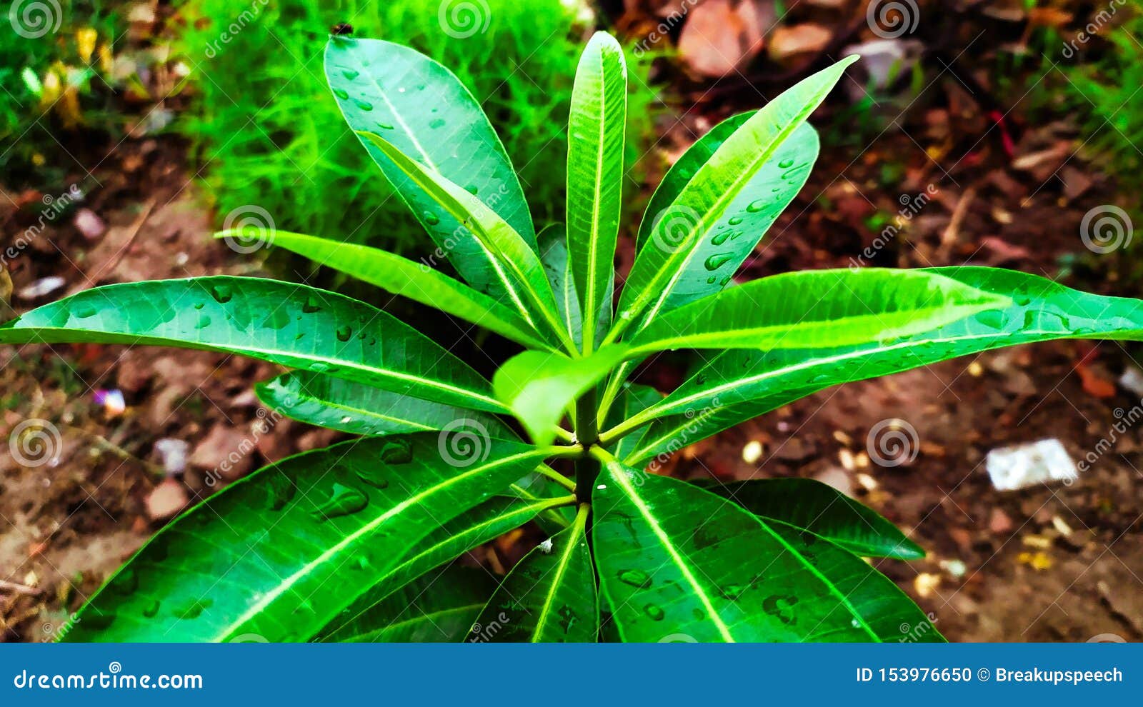 Chitwan Small Tree HD Wallpaper Stock Photo - Image of plant, drop ...