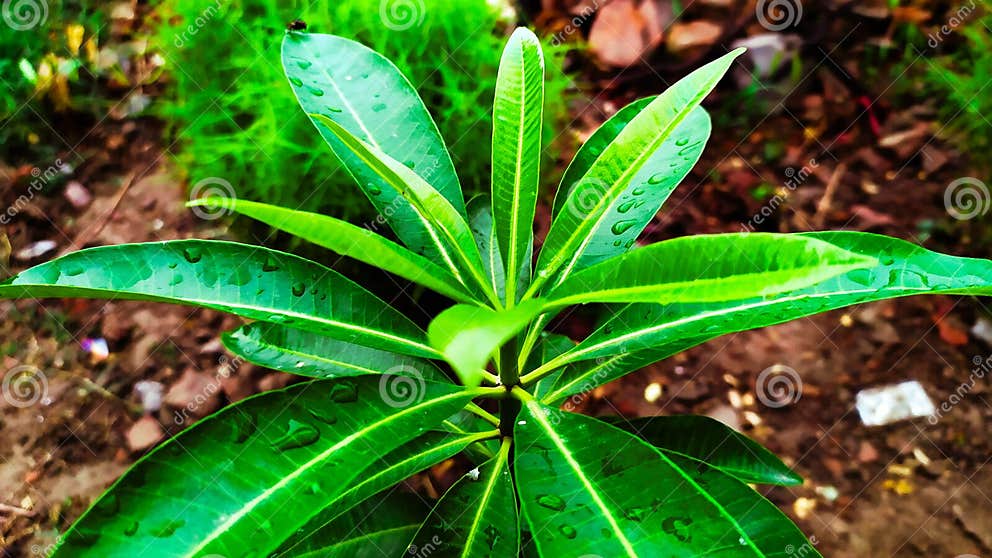 Chitwan Small Tree HD Wallpaper Stock Photo - Image of plant, drop ...