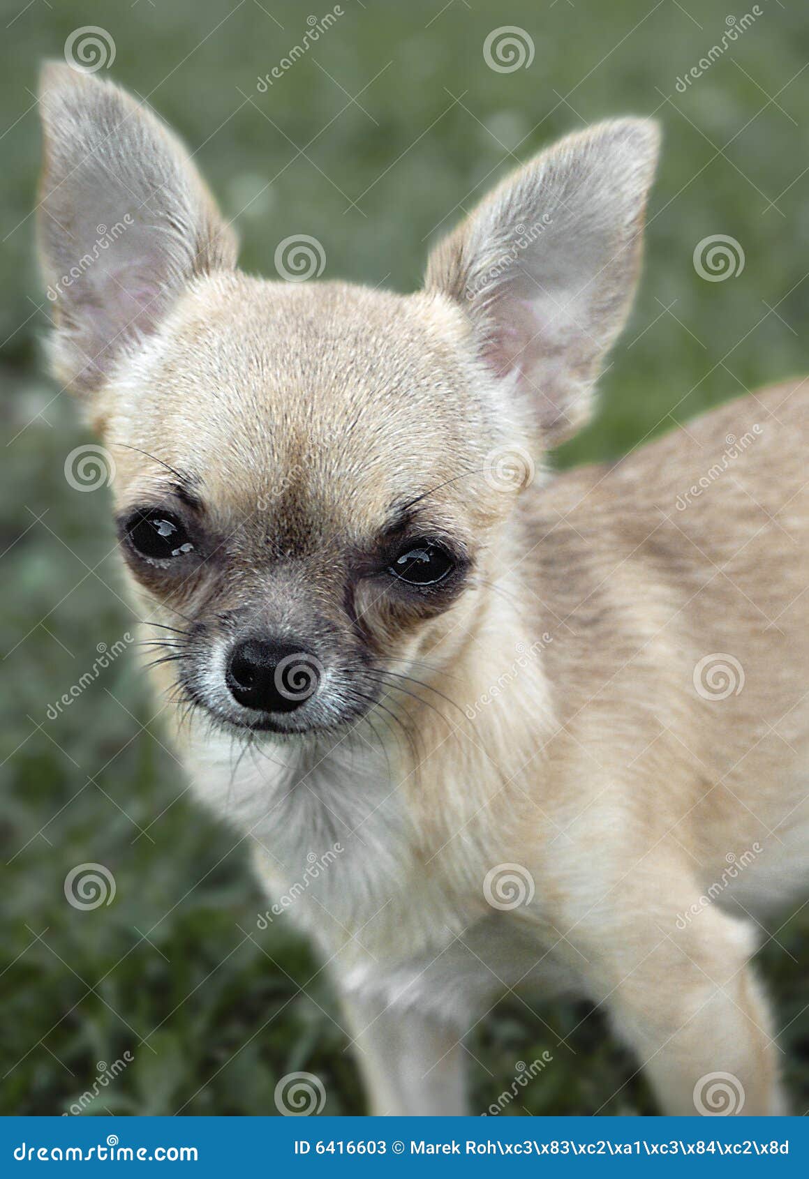 Chiuaua stock image. Image of pets, good, doggy, chiuaua - 6416603