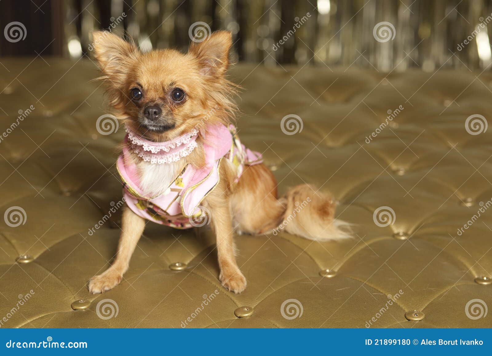 Chiuaua dog stock photo. Image of fashon, friend, stones - 21899180
