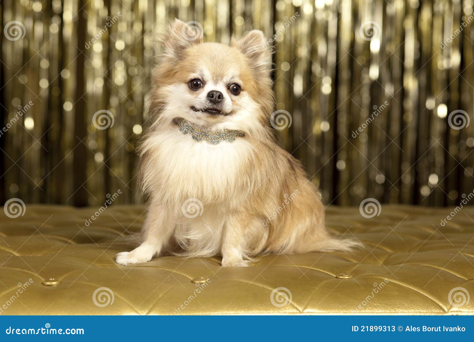 Chiuaua long hair stock image. Image of long, shine, couch - 21899313
