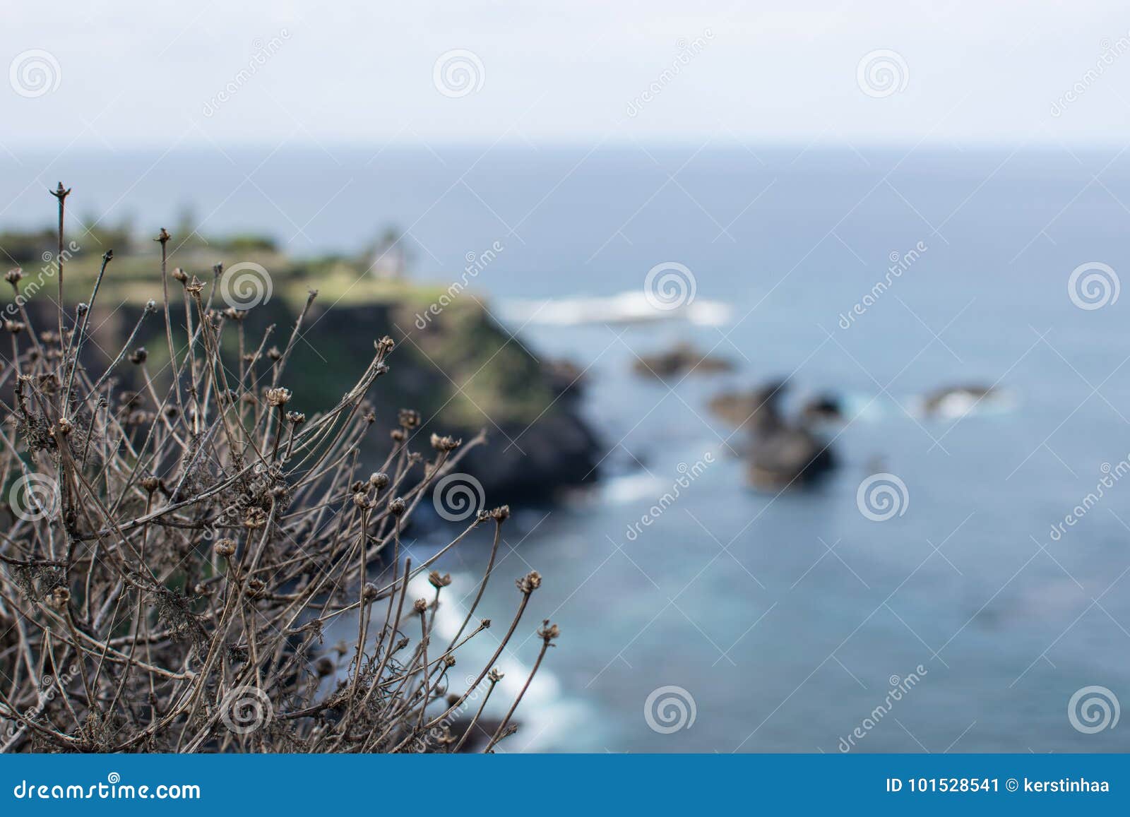 Chiuda Su Dei Fiori Su Un'isola Immagine Stock - Immagine di nave ...