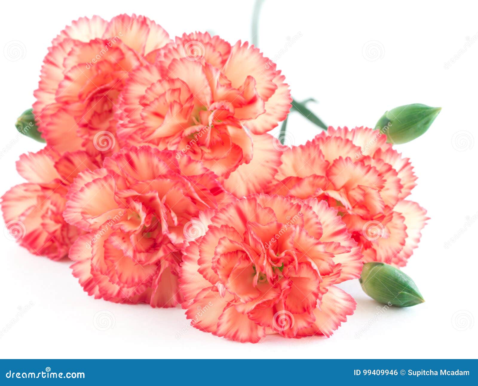 Chiuda Su Dei Garofani Su Fondo Bianco Fotografia Stock - Immagine di ...