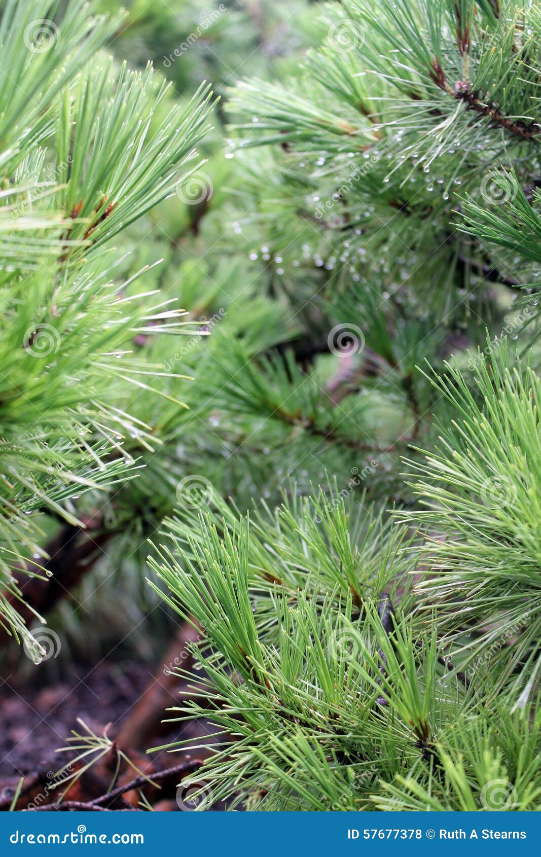 Chiuda su dei rami di pino fotografia stock. Immagine di filiali - 57677378