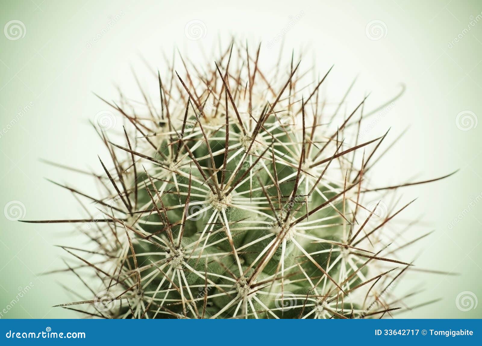 Chiuda su del cactus immagine stock. Immagine di bellezza - 33642717