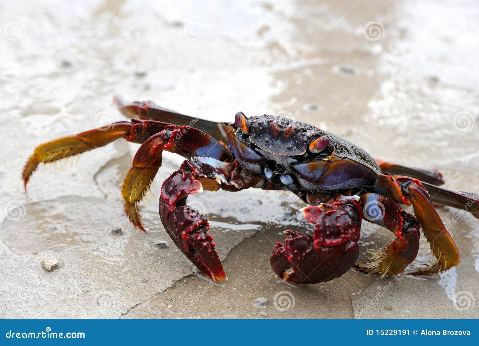 Chiuda in Su Del Granchio in Tensione Immagine Stock - Immagine di ...