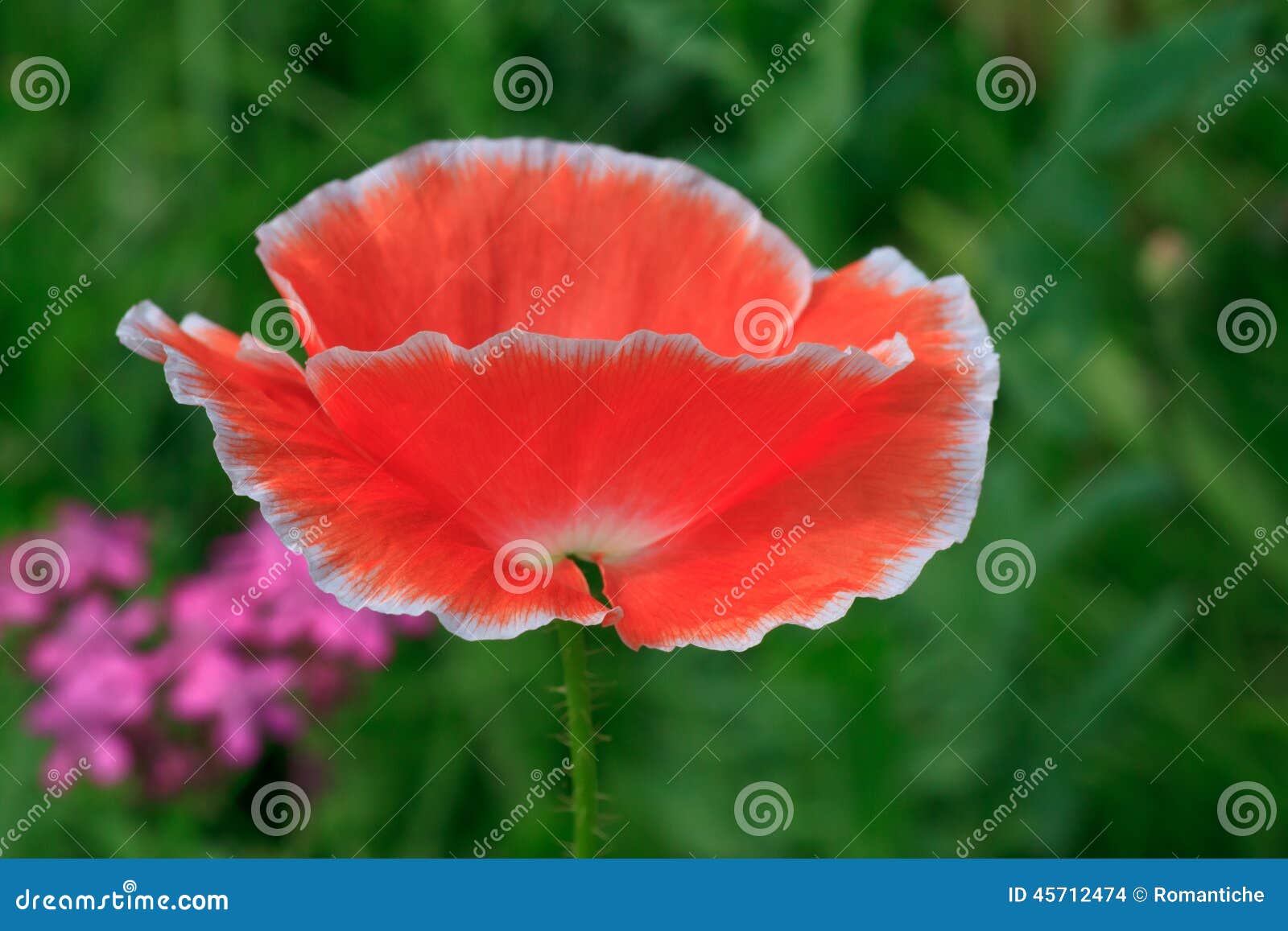 Chiuda Su Del Papavero Rosa Fotografia Stock - Immagine di rurale ...