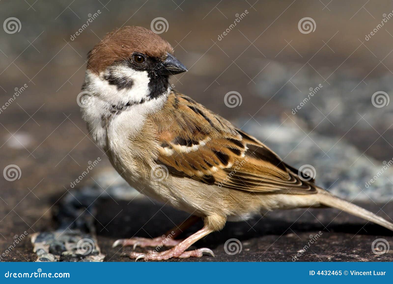 Chiuda in su del passero immagine stock. Immagine di struttura - 4432465