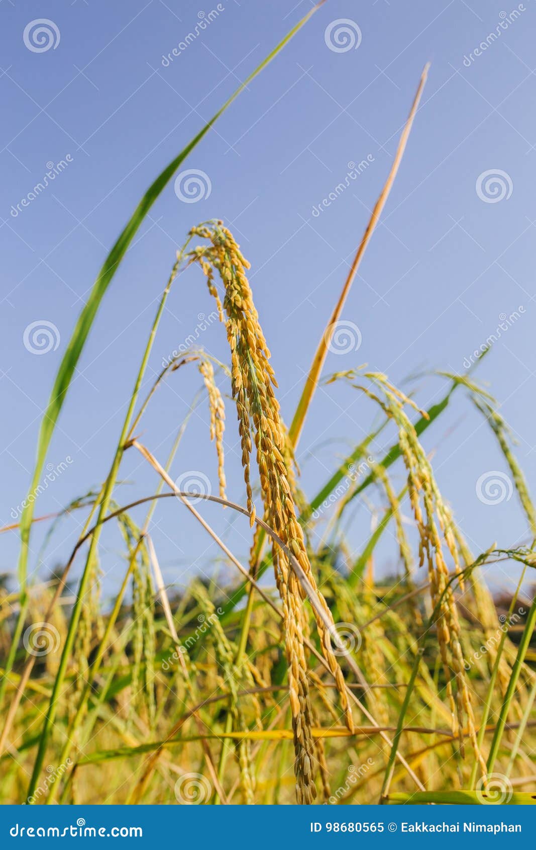 Chiuda Su Del Seme Del Riso O Del Risone Sulla Pianta Di Riso Immagine ...