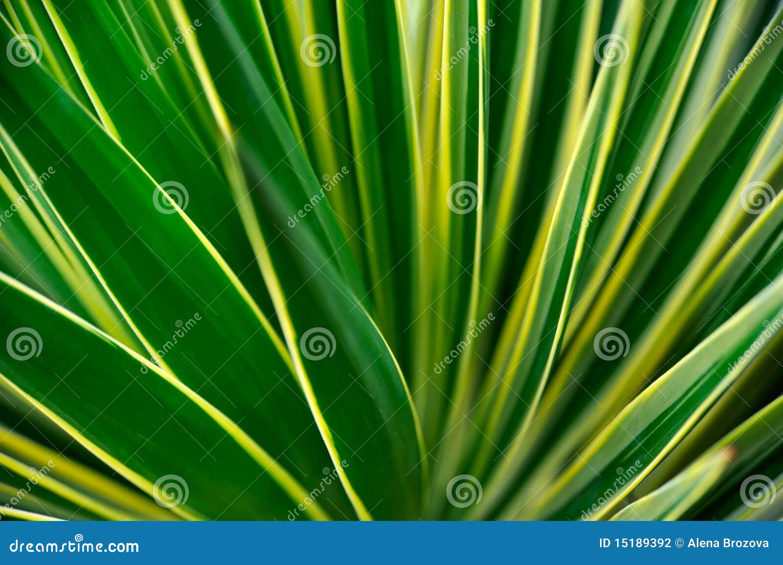 Chiuda in su del Yucca fotografia stock. Immagine di fiori - 15189392