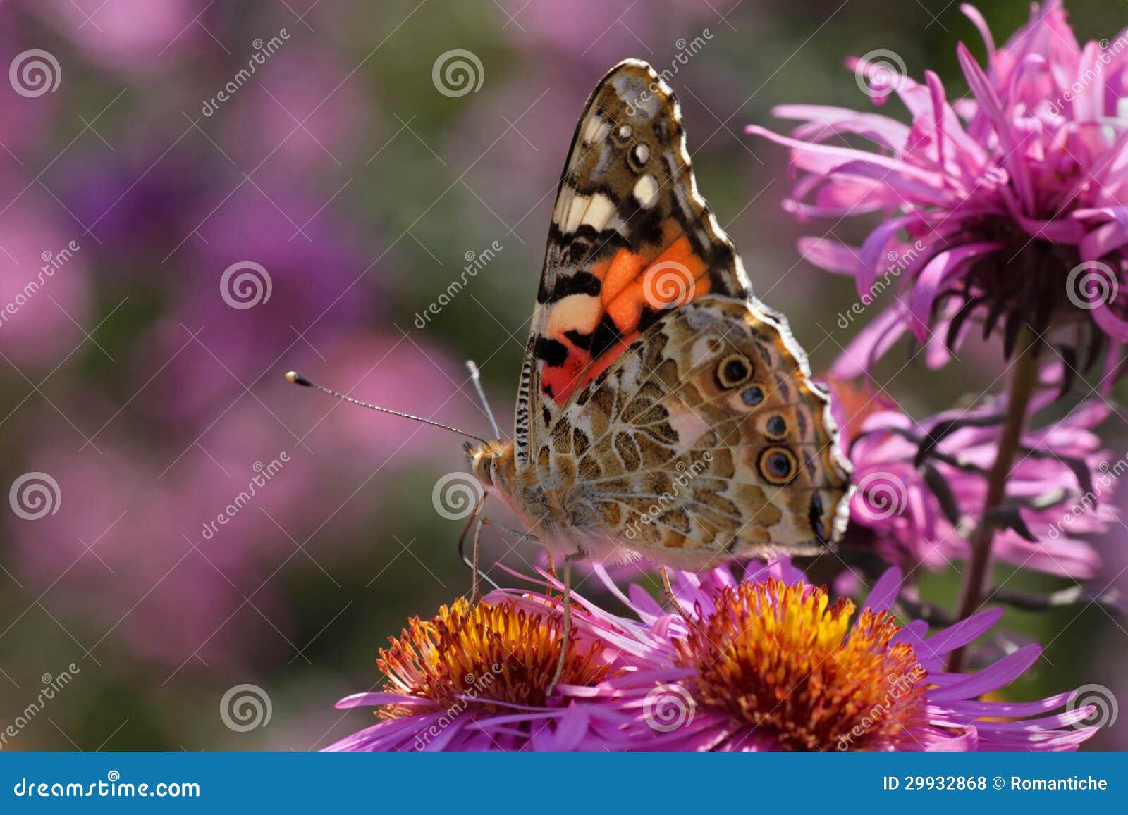 Farfalla Dipinta Di Signora Sul Fiore Fotografia Stock - Immagine di ...