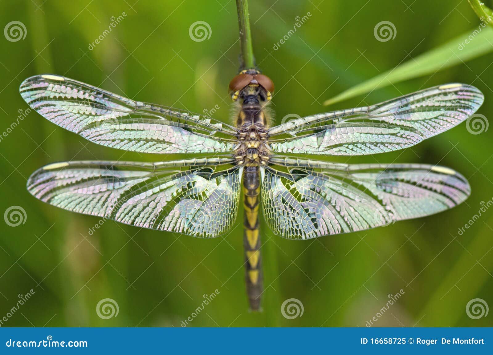 Chiuda in Su Della Libellula, Ali Outstretched Immagine Stock ...