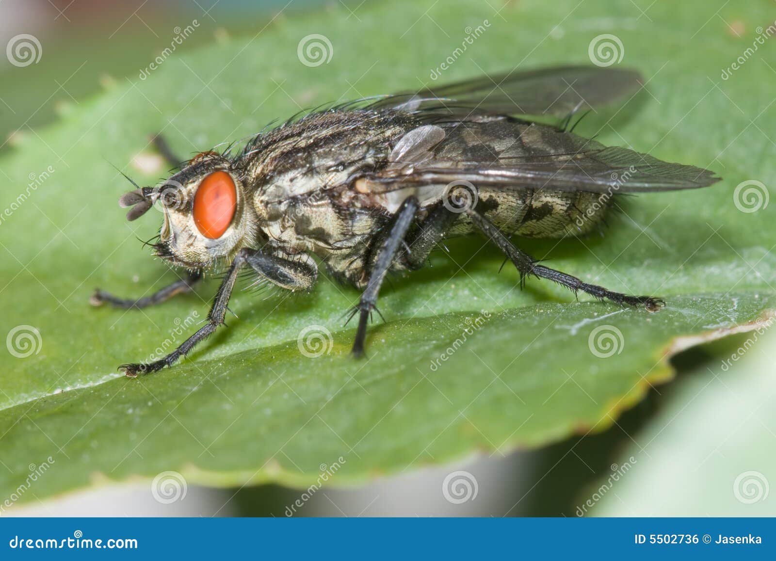 Chiuda in Su Della Mosca Comune Fotografia Stock - Immagine di ...