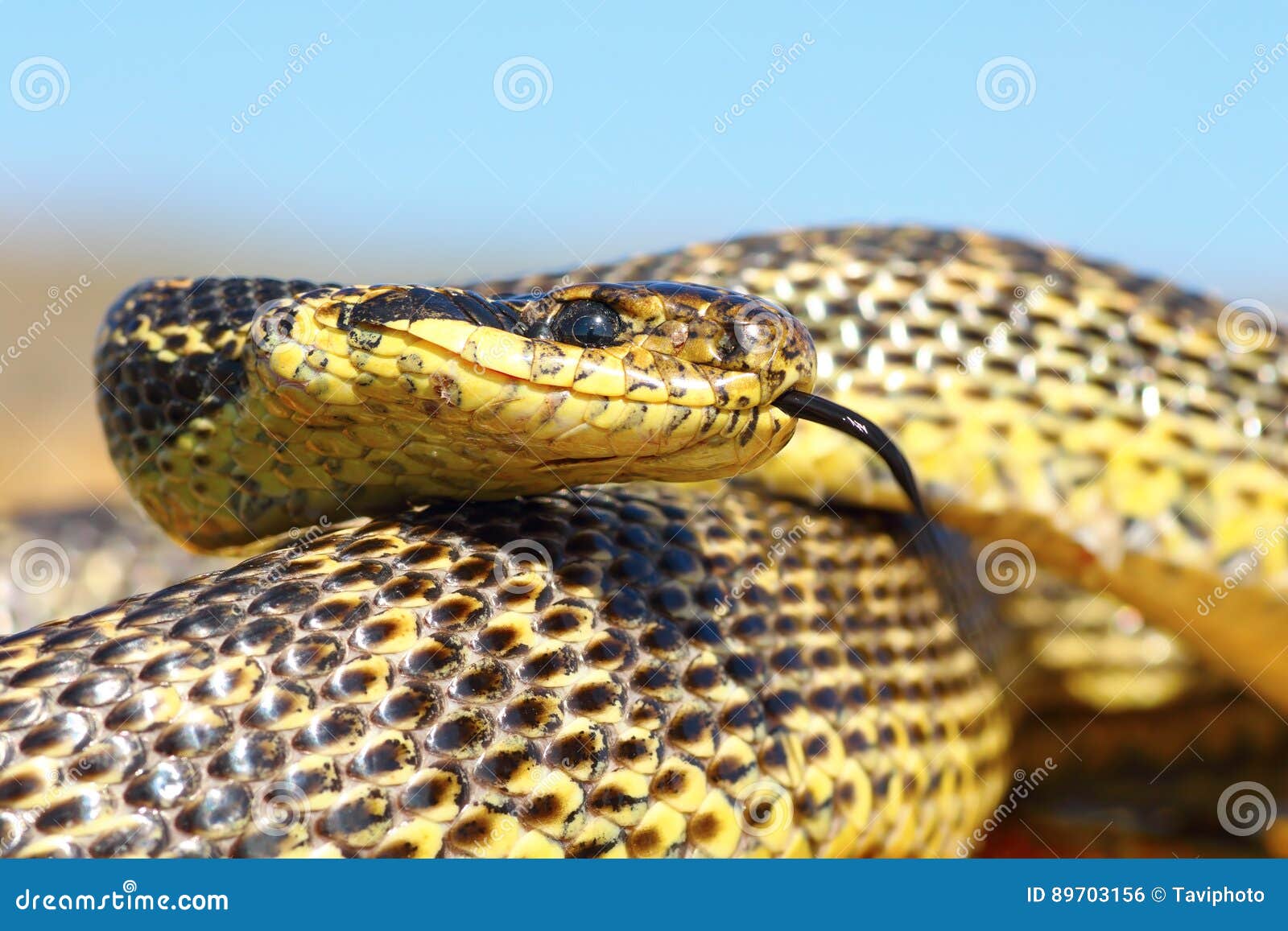 Chiuda Su Della Testa Blotched Del Serpente Fotografia Stock - Immagine ...