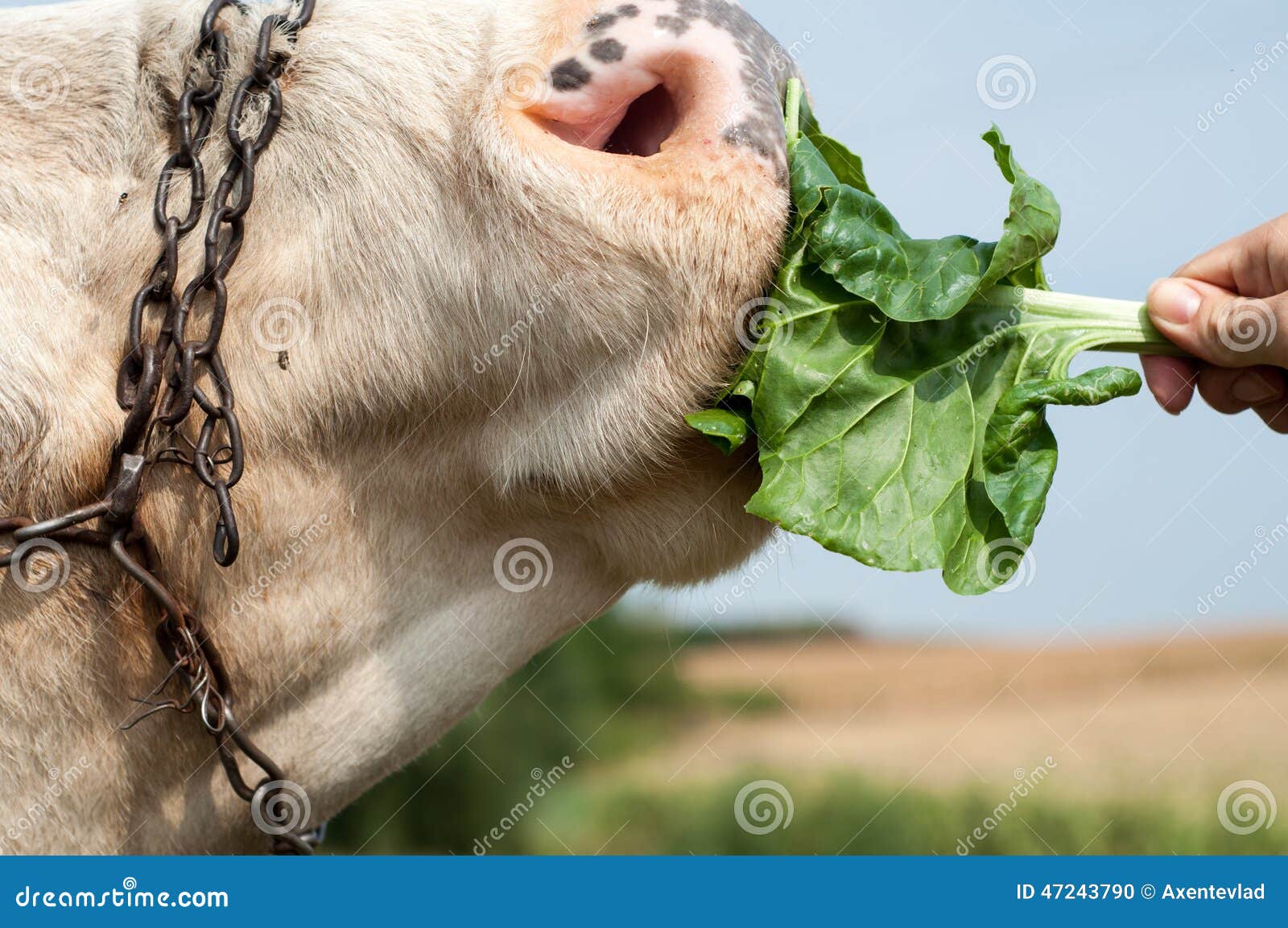 Chiuda in Su Della Testa Della Mucca Fotografia Stock - Immagine di ...