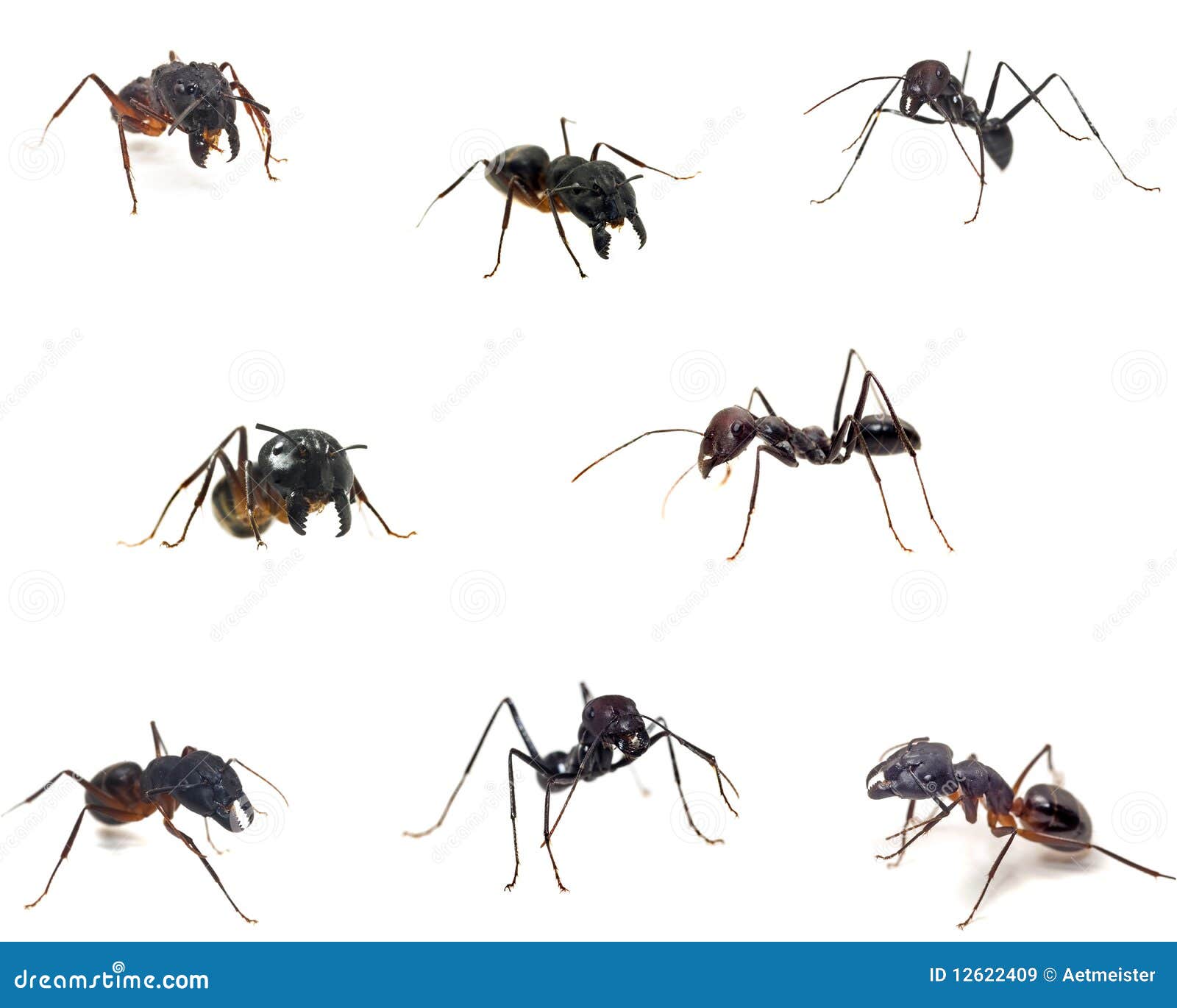 Chiuda in Su Delle Formiche Isolate Su Bianco. Immagine Stock ...