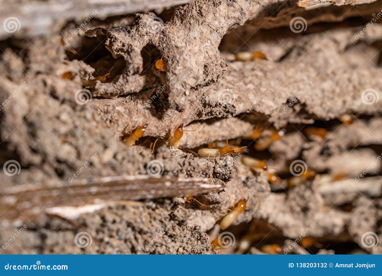 Chiuda su delle termiti fotografia stock. Immagine di colonia - 138203132