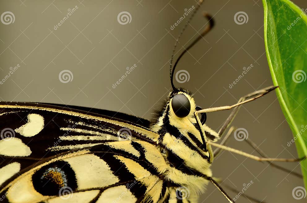 Chiuda Su Di Bella Farfalla Gialla E Nera Immagine Stock - Immagine di ...