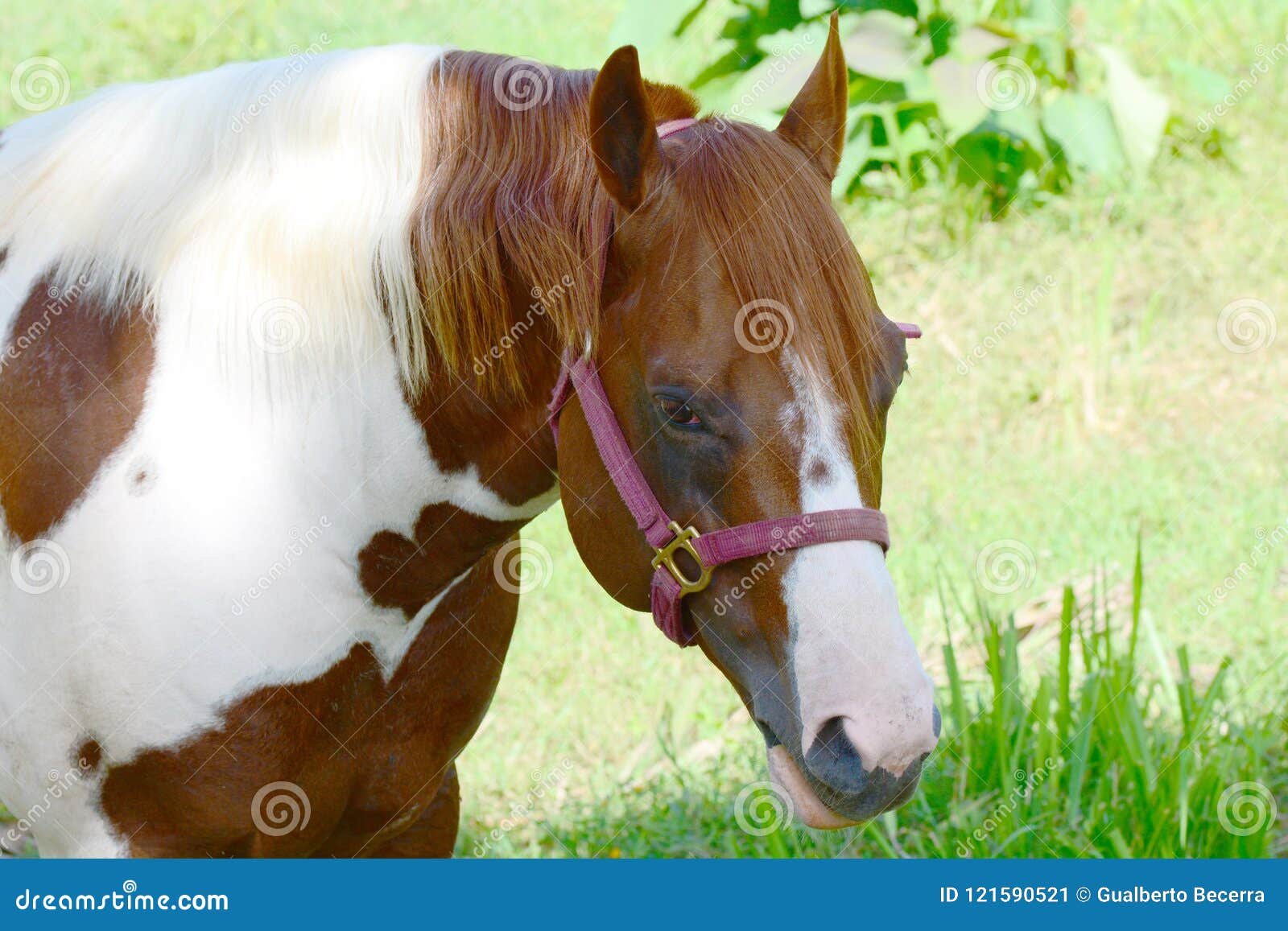 Chiuda Su Di Grande Cavallo Del Pinto Immagine Stock - Immagine di ...