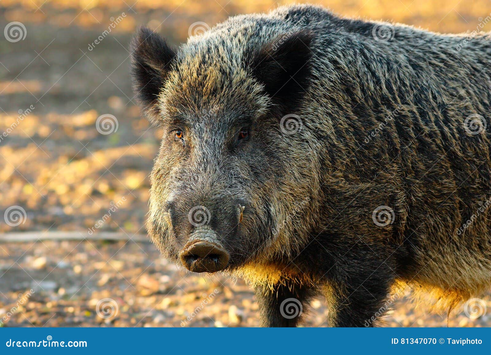 Chiuda Su Di Grande Cinghiale Fotografia Stock - Immagine di sguardo ...