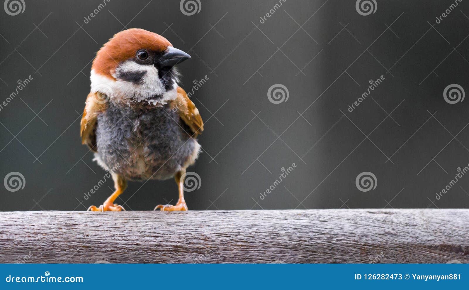 Chiuda Su Di Piccolo Uccello Immagine Stock - Immagine di gufo, locale ...