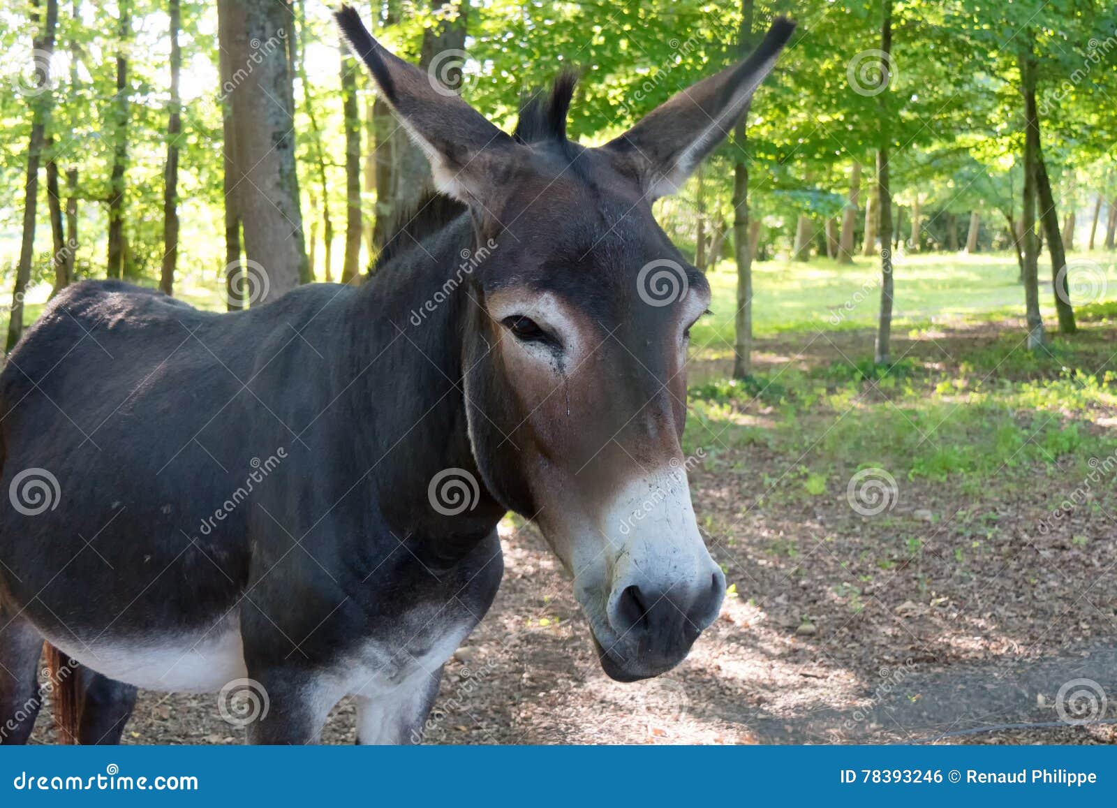 Chiuda Su Di Un Asino Su Una Foresta Fotografia Stock - Immagine di ...