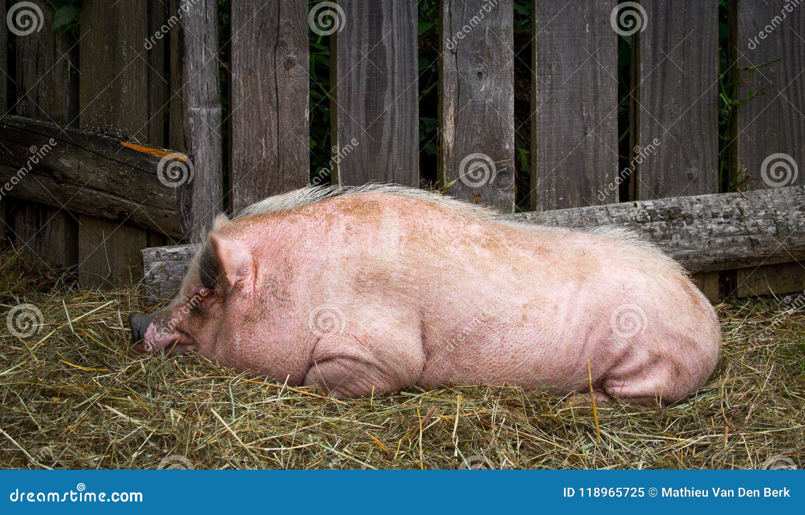 Chiuda in su di un maiale immagine stock. Immagine di parco - 118965725