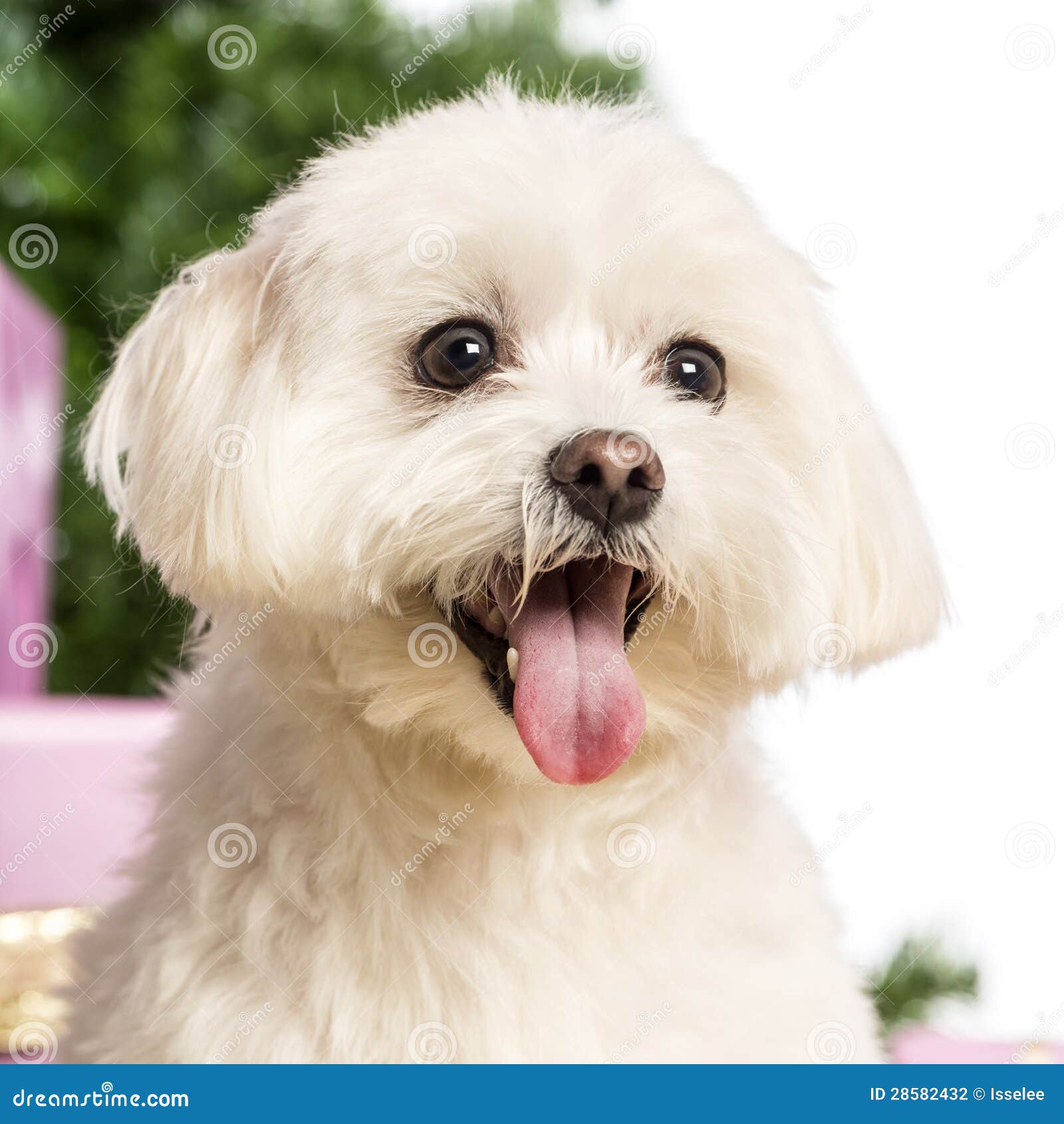 Chiuda su di un maltese fotografia stock. Immagine di colpo - 28582432