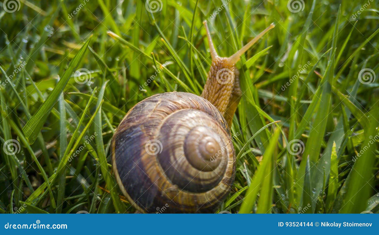 Chiuda in su di una lumaca fotografia stock. Immagine di velocità ...