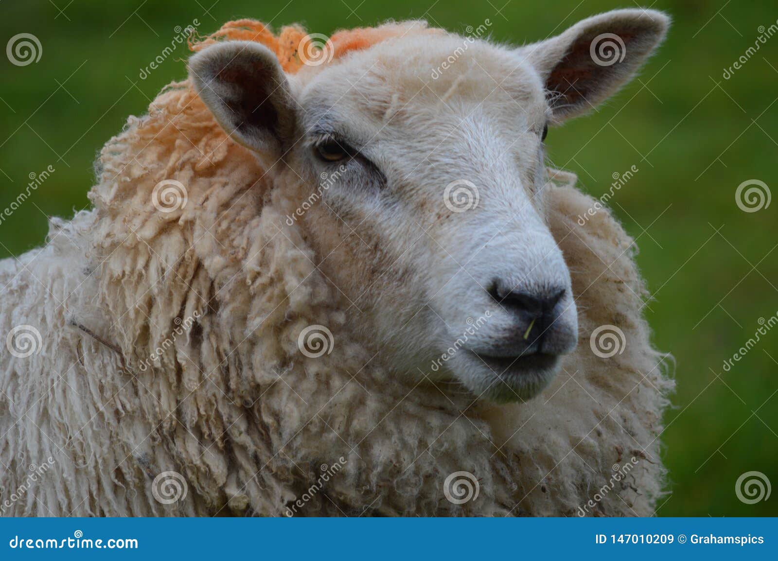 Chiuda Su Di Una Pecora Che Mostra Di Gran Lunga Immagine Stock ...