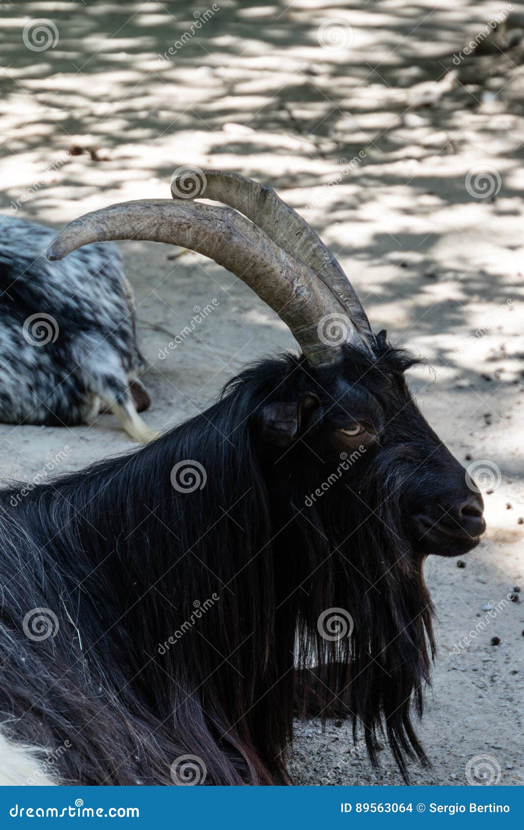 Chiuda Su Sulla Testa Della Capra Con Due Corni Lunghi Fotografia Stock ...