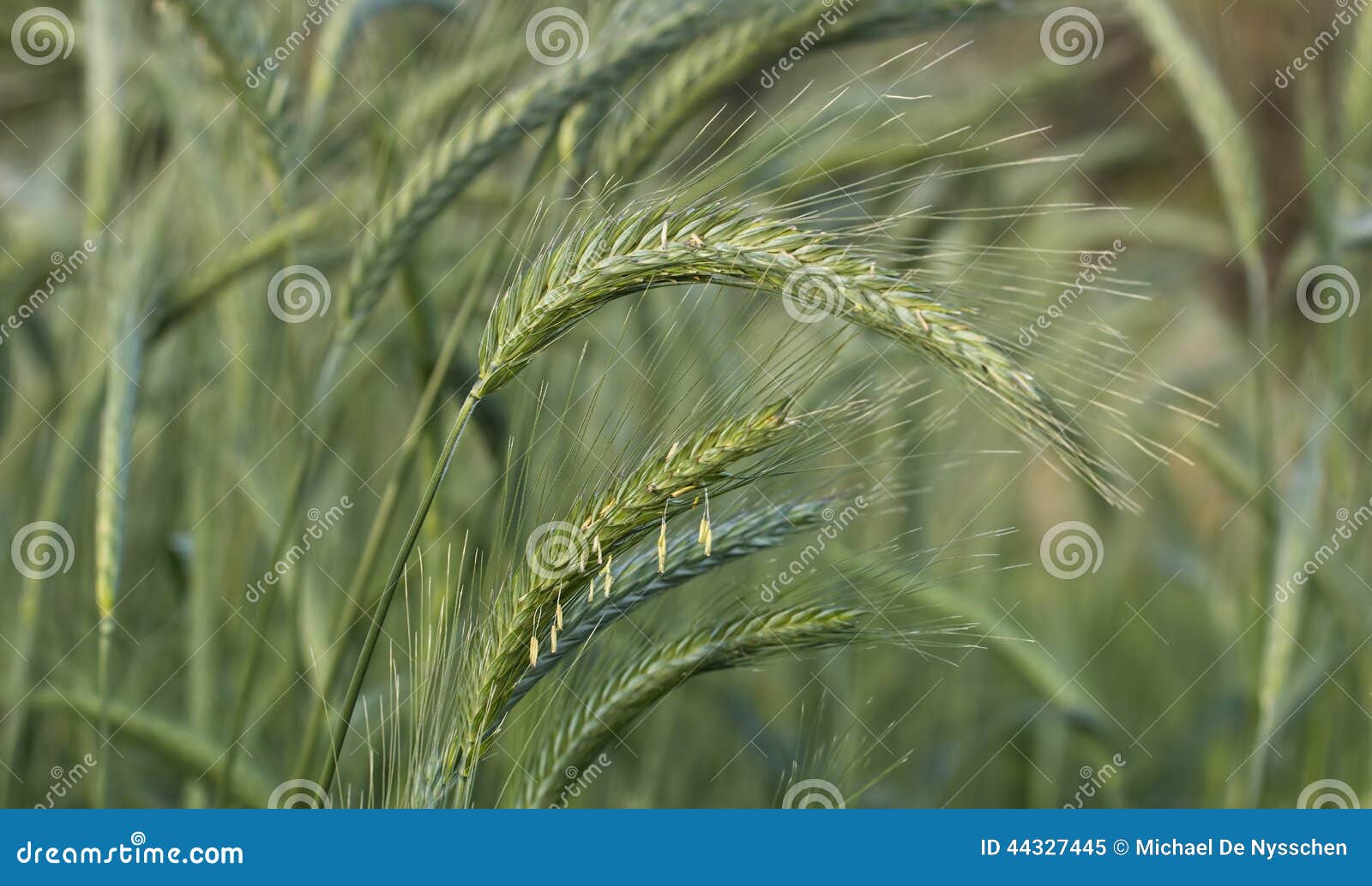 Chiuda sul grano del grano immagine stock. Immagine di orecchi - 44327445