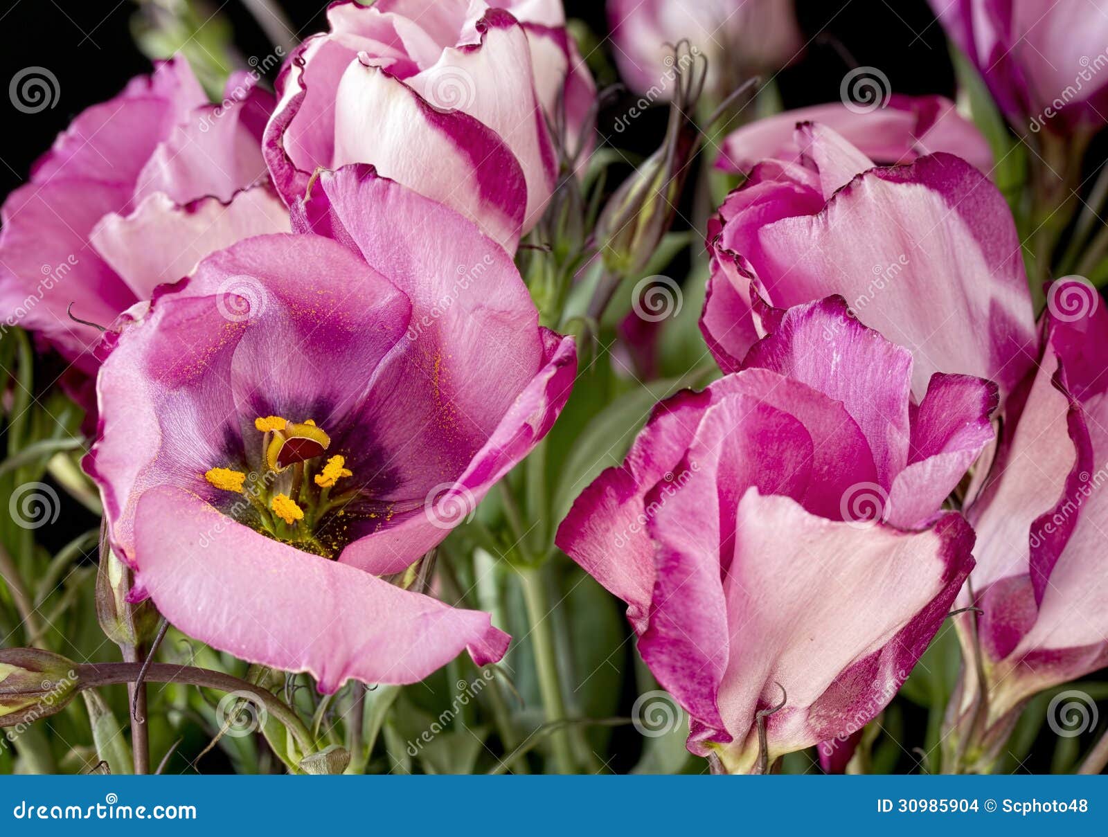 Chiuda Sul Mazzo Di Lisianthus Rosa Fotografia Stock - Immagine di ...