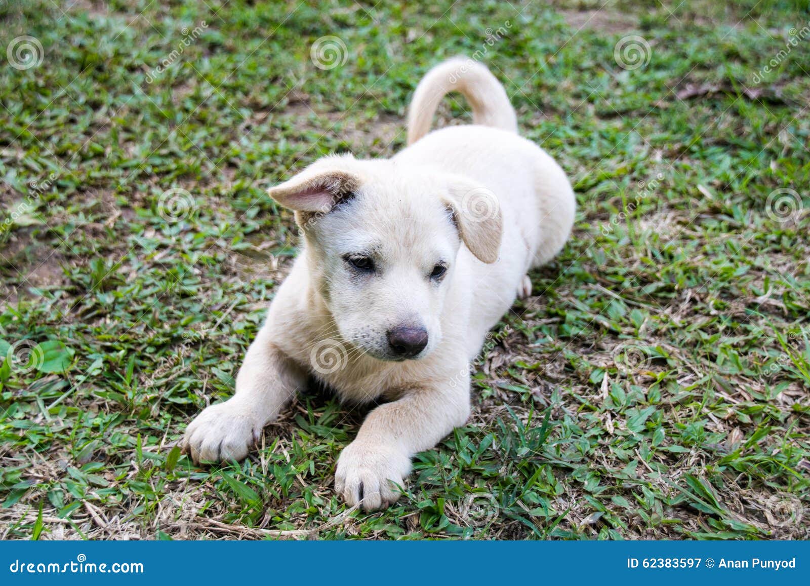 Chiuda Sul Piccolo Cane Bianco Stracciato Immagine Stock - Immagine di ...