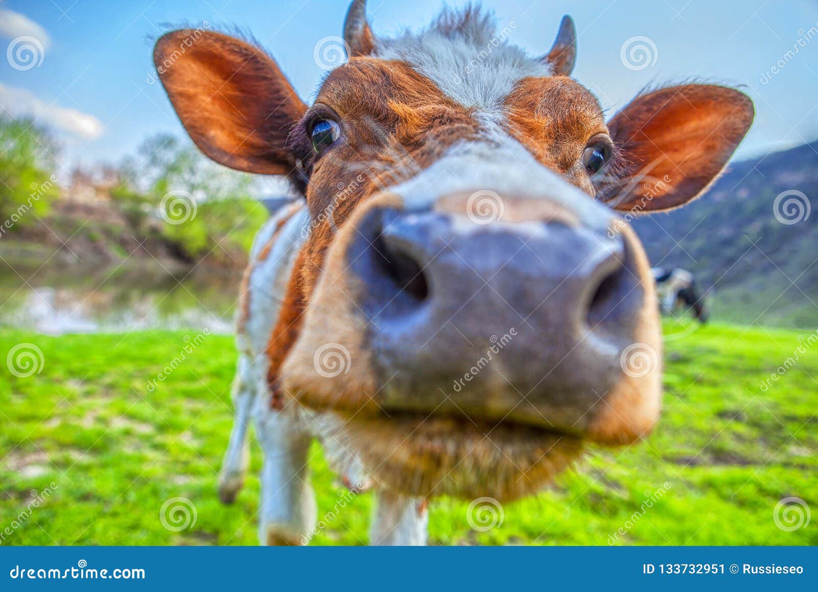 Chiuda Sul Ritratto Della Mucca Immagine Stock - Immagine di podere ...