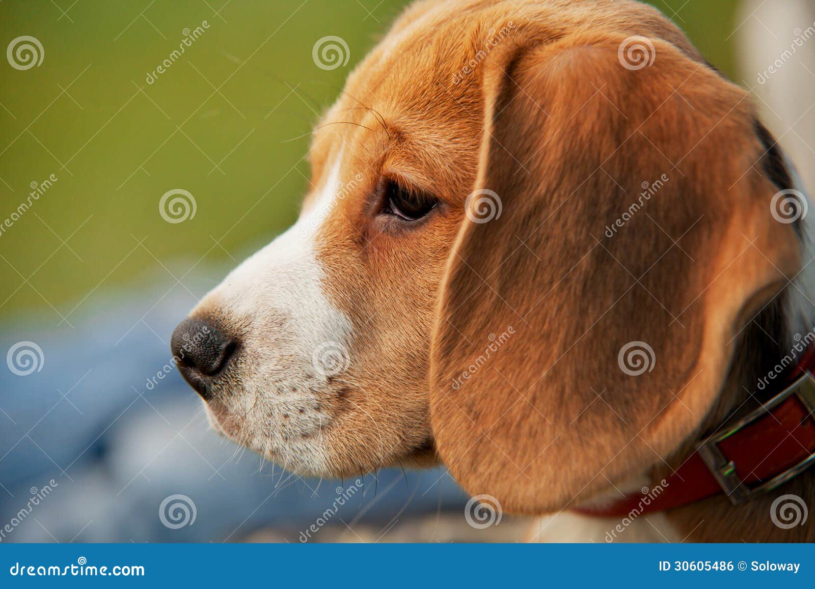 Chiuda Sul Ritratto Di Profilo Del Cane Da Lepre Fotografia Stock - Immagine di beagle, svago ...