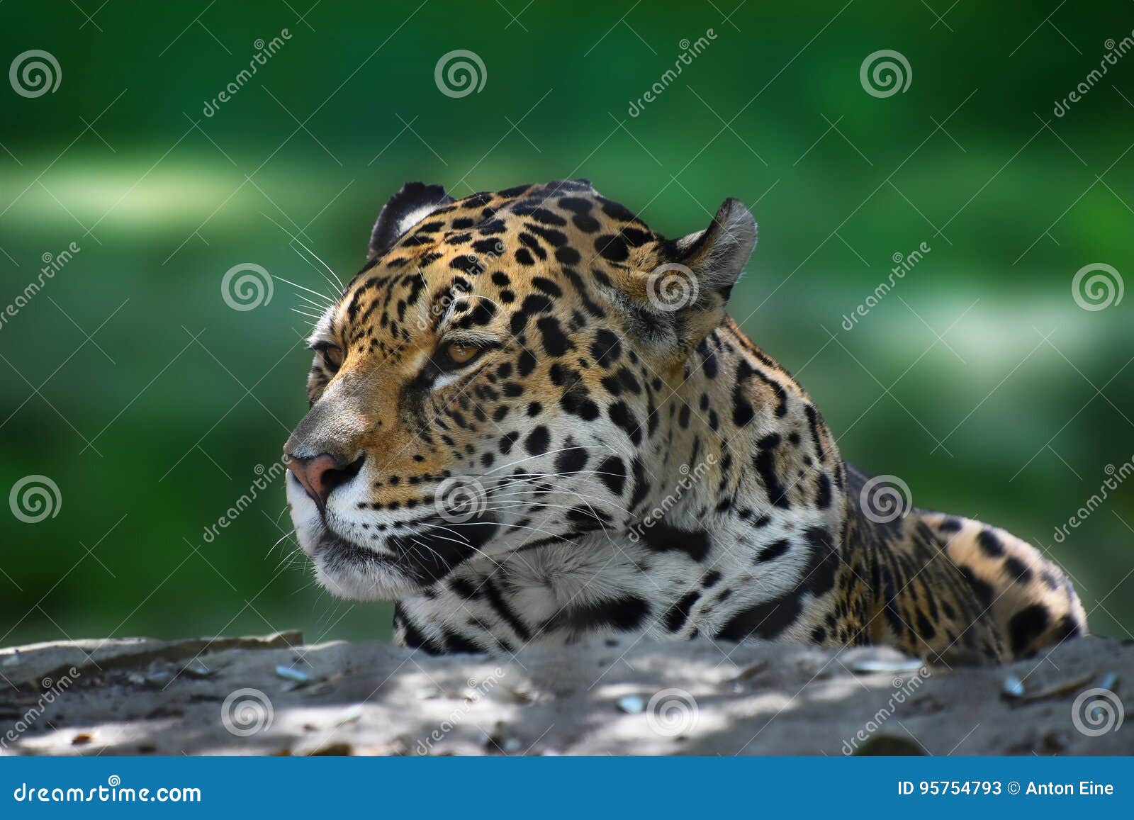 Chiuda Sul Ritratto Laterale Del Giaguaro Immagine Stock - Immagine di ...