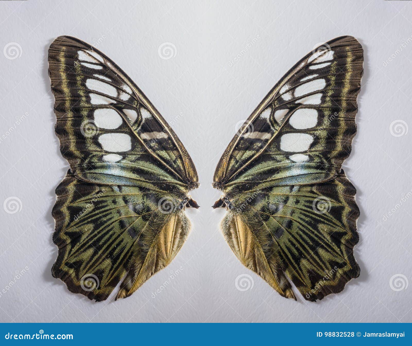 Chiuda Sull'ala Della Farfalla, Fotografia Stock - Immagine di ...