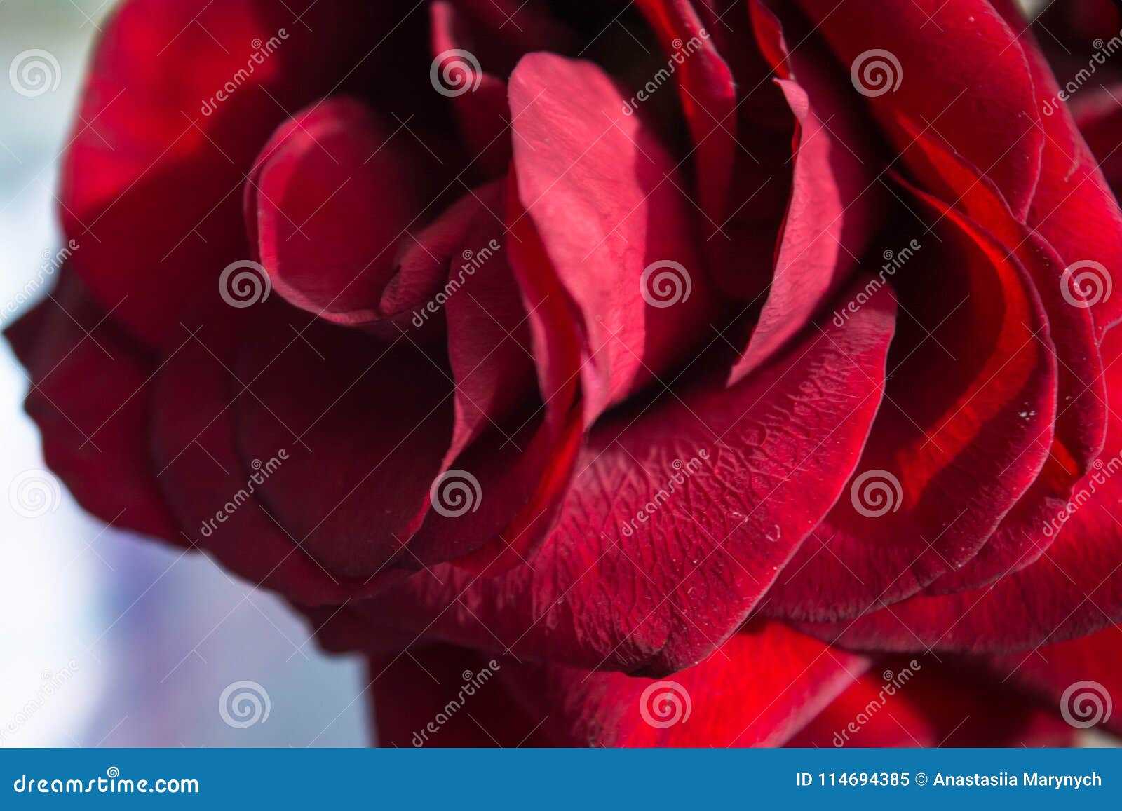 Chiuda Sull'immagine Della Rosa Rossa, Fuoco Selettivo Immagine Stock ...