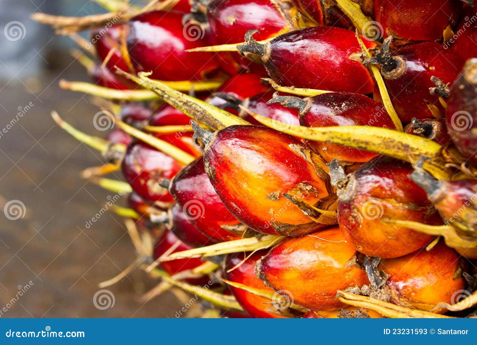 Chiuda Sulla Frutta Matura Della Palma Immagine Stock - Immagine di ...