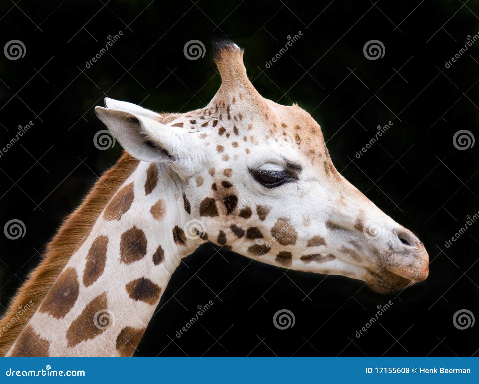 Chiuda sulla giraffa fotografia stock. Immagine di fiume - 17155608