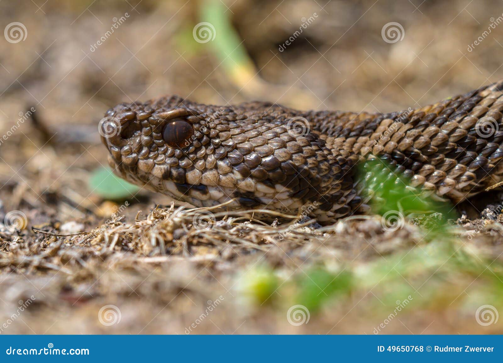 Chiuda Sulla Testa Della Vipera Fotografia Stock - Immagine di ...