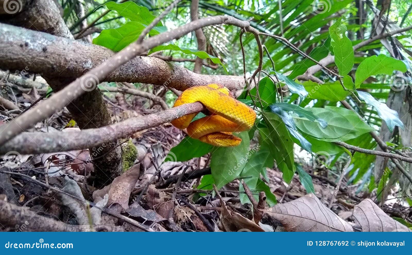 Chivato salvaje foto de archivo. Imagen de salvaje, bosque - 128767692