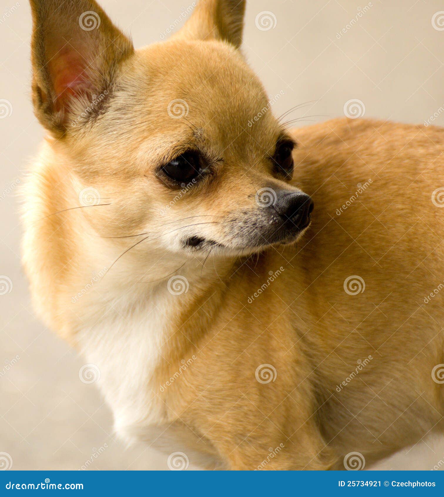 Chivava imagen de archivo. Imagen de amarillento, ruido - 25734921