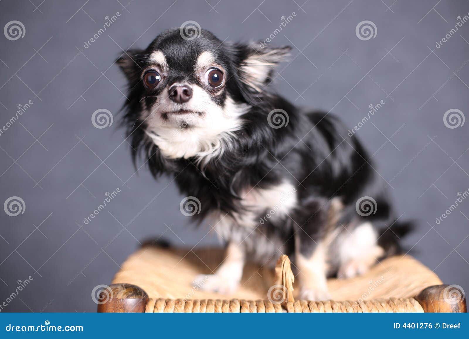 Chivava stock photo. Image of cheerful, domestic, smiling - 4401276